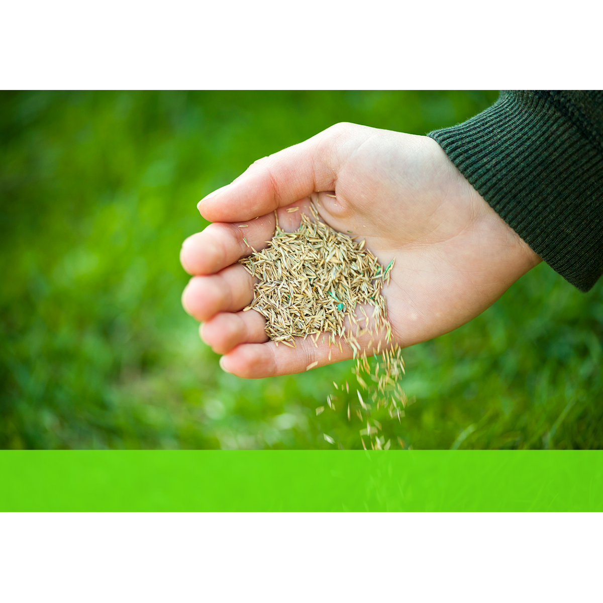 Como semear um relvado - MaxMat